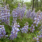 Wellsley Farms Organic Raisins, 2 lbs. | BJ's Wholesale Club