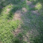 Scotts GrubEx Season Long Grub Killer, 10M | BJ's Wholesale Club