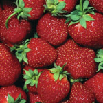 Strawberries, 2 lbs | BJ's Wholesale Club