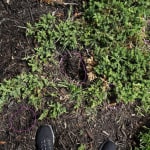 Scotts GrubEx Season Long Grub Killer, 10M | BJ's Wholesale Club