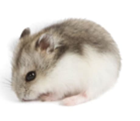white dwarf hamster
