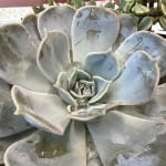 One of a Kind Succulent Garden | Unique Succulent Garden One of a Kind Succulent Garden | Unique Succulent Garden